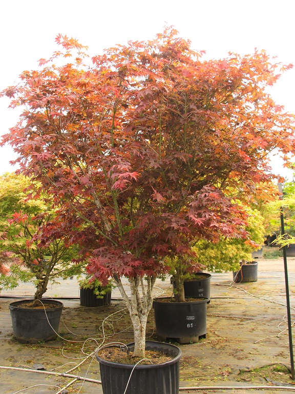 Index of /wp-content/uploads/2018/06/